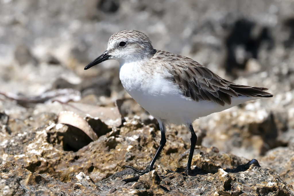 Red-necked Stint in April 2024 by John Bromilow · iNaturalist