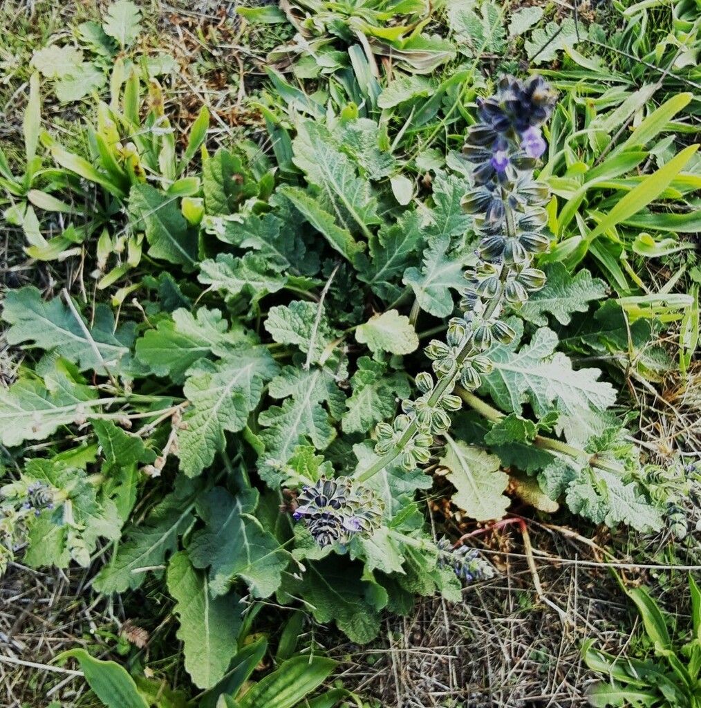 wild clary from Bathurst NSW 2795, Australia on May 1, 2024 at 03:49 PM ...