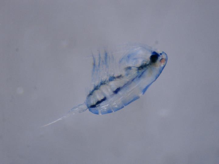 Labidocera from San Pedro Pochutla, MX-OA, MX on March 12, 2010 at 04: ...