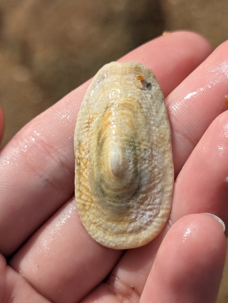 Hoof-shield limpet from Bowen QLD 4805, Australia on May 2, 2024 at 08: ...