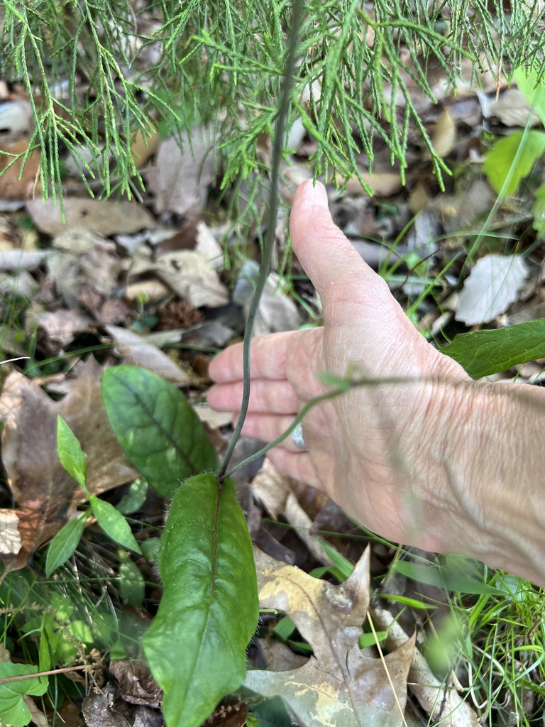 rattlesnakeweed from Wilson Landing Rd, Nanjemoy, MD, US on April 28 ...