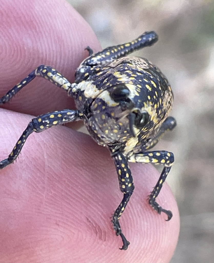 Blistered Pyrgomorph from Opalton, QLD, AU on May 2, 2024 at 05:13 PM ...