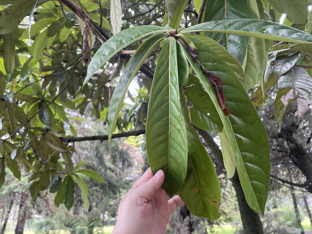 Aniba robusta desde Avenida Carrera 70, Bogota, Bogota, CO el 23 de abril de 2024 a las 10:23 de ...