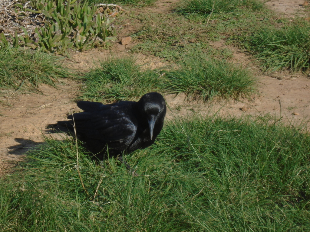 Cape Crow from Heaven in the Langkloof on April 28, 2024 at 03:28 PM by ...