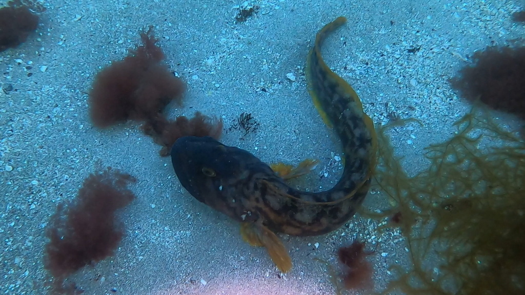 Ocean Pout from Sandy Cove, Halifax, NS, CA on May 1, 2024 at 07:52 PM ...