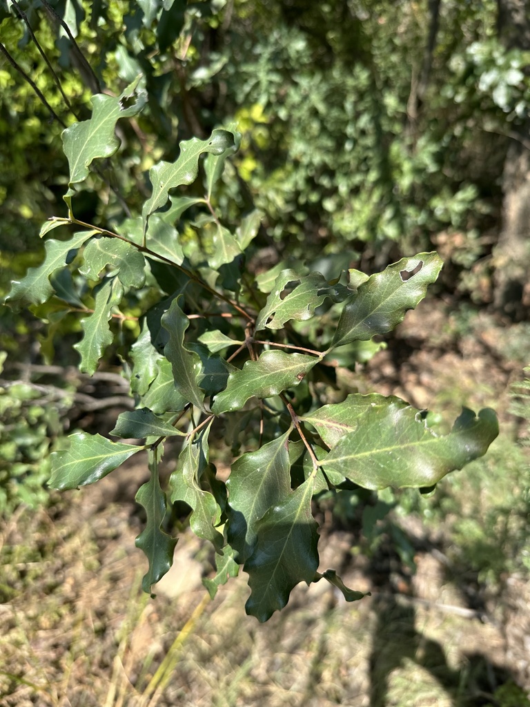 Magic Gwarrie from 13, Matabeleland South, ZW on May 1, 2024 at 10:18 ...