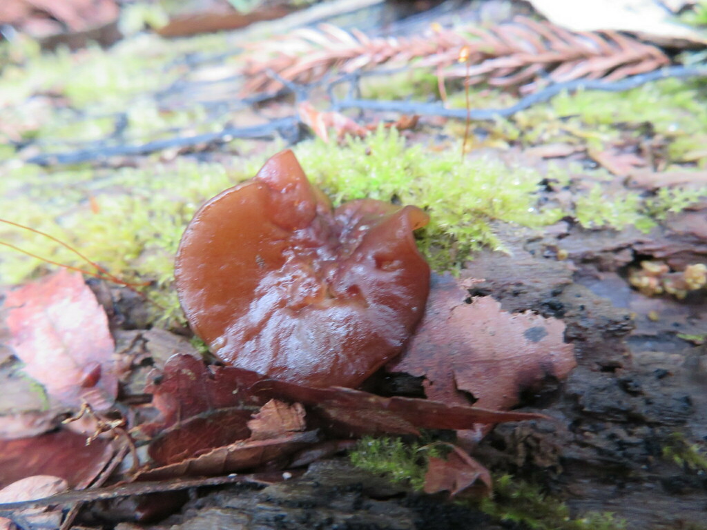 Copper Penny Fungus from 日本、〒259-1204 神奈川県平塚市上吉沢 on April 27, 2024 at ...