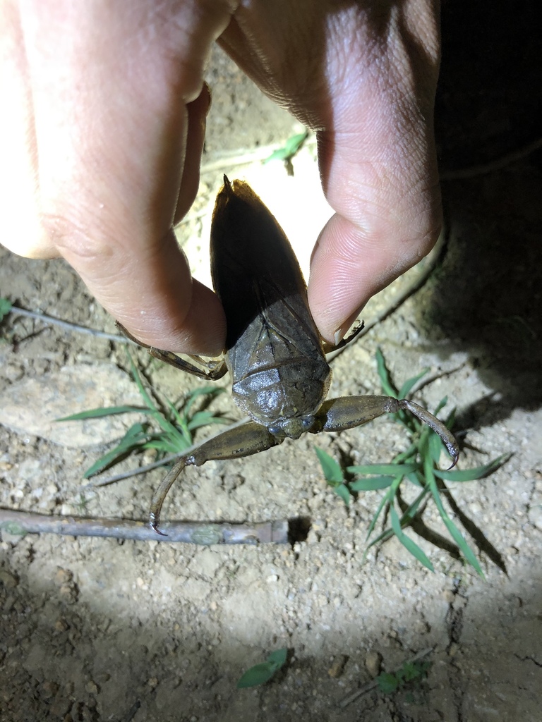 Oriental Giant Water Bug from 青岛大珠山景区, 青岛市, 山东省, CN on May 18, 2022 at ...