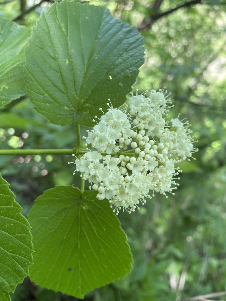 Softleaf Arrowwood in May 2024 by Tara Rose Littlefield · iNaturalist