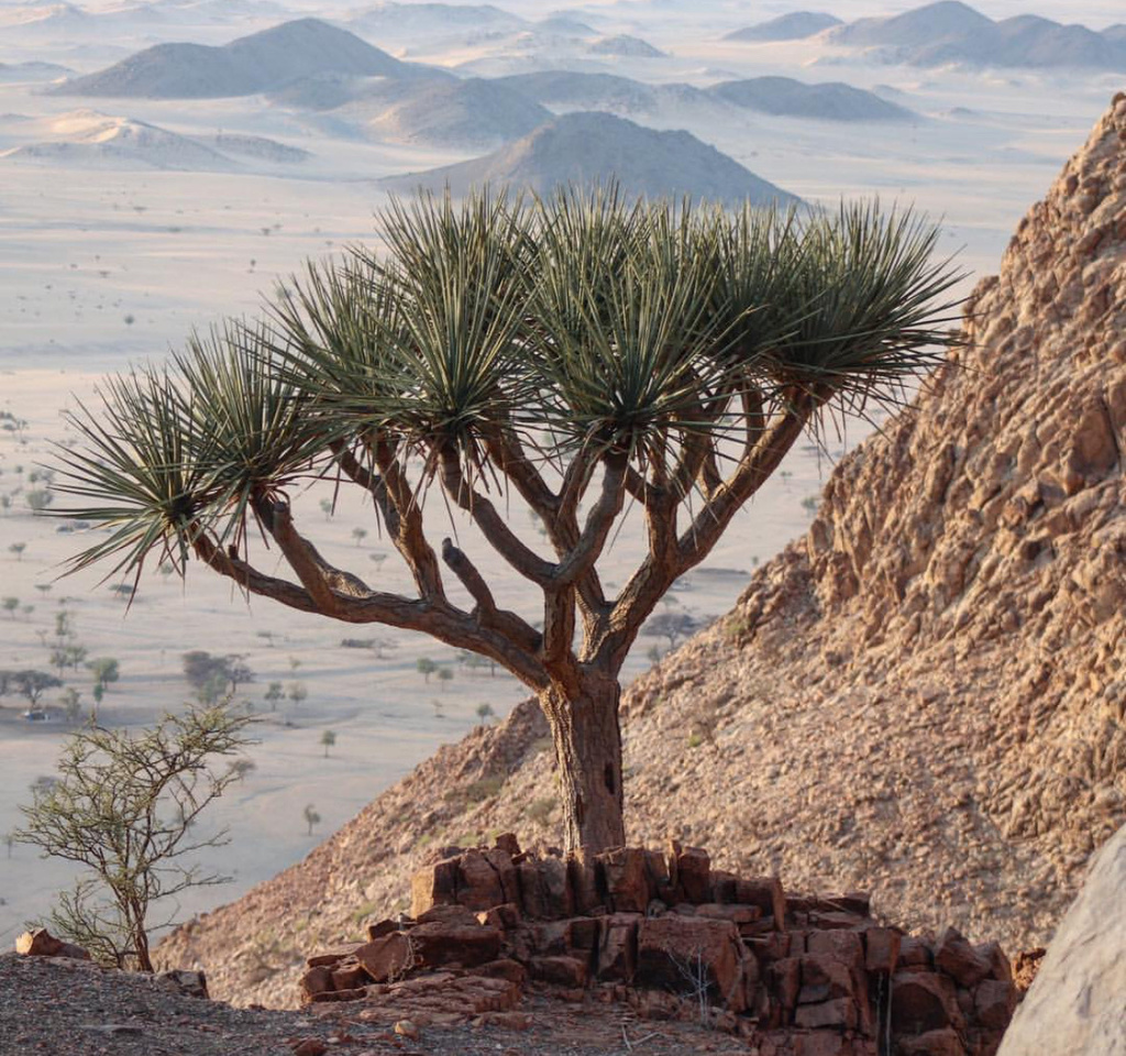 Gabal Elba dragon tree in June 2018 by Nader Gebril · iNaturalist