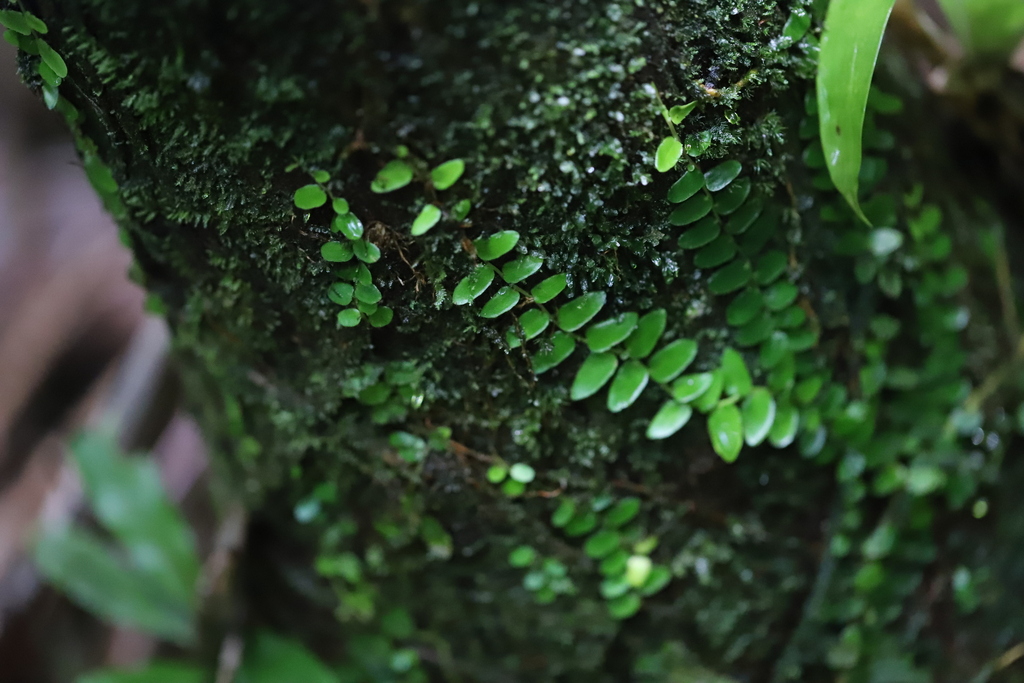 Shingle Vine from Río Blanco, Naguabo 00718, Puerto Rico on April 24 ...