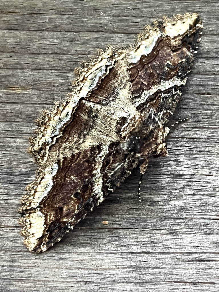 Colorful Zale Moth from Teatown Rd, Croton On Hudson, NY, US on May 2 ...