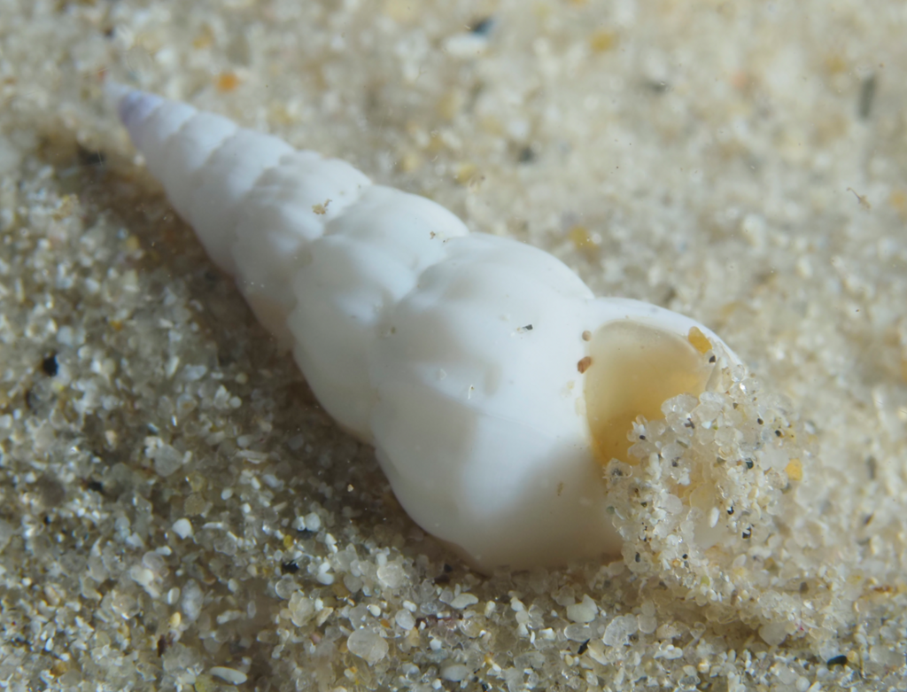 Opalia granosa from Cottesloe, AU-WA, AU on March 22, 2024 at 09:00 PM ...