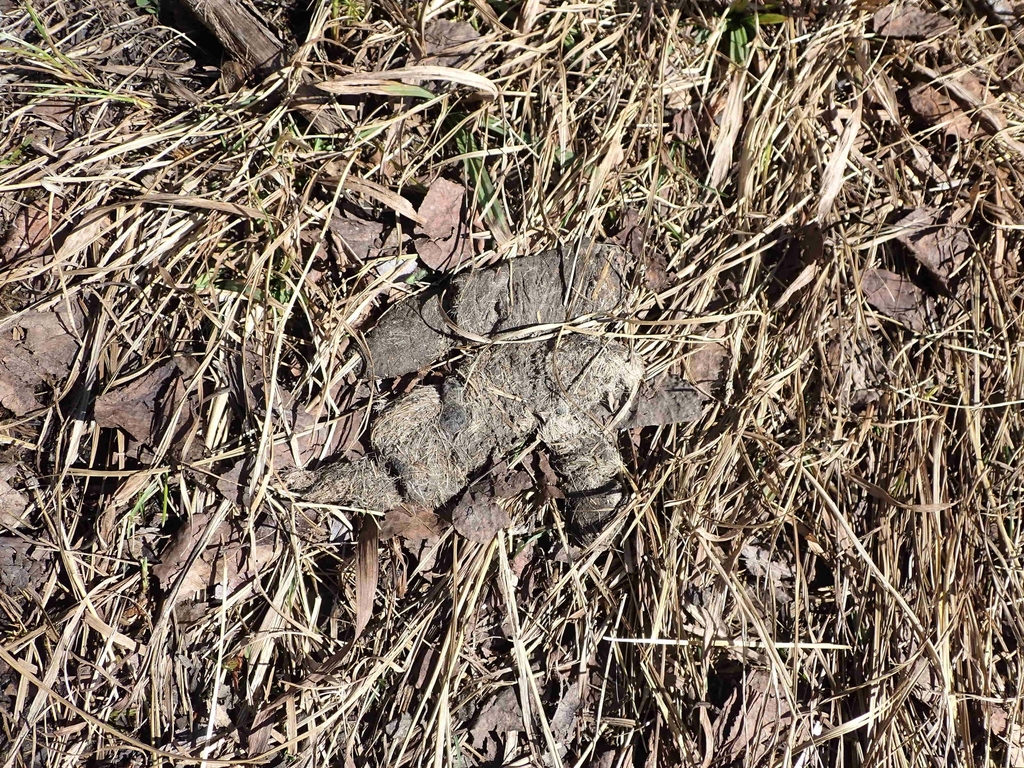 Coyote from Manitoba, Canada on April 27, 2024 at 04:24 PM by Mary ...