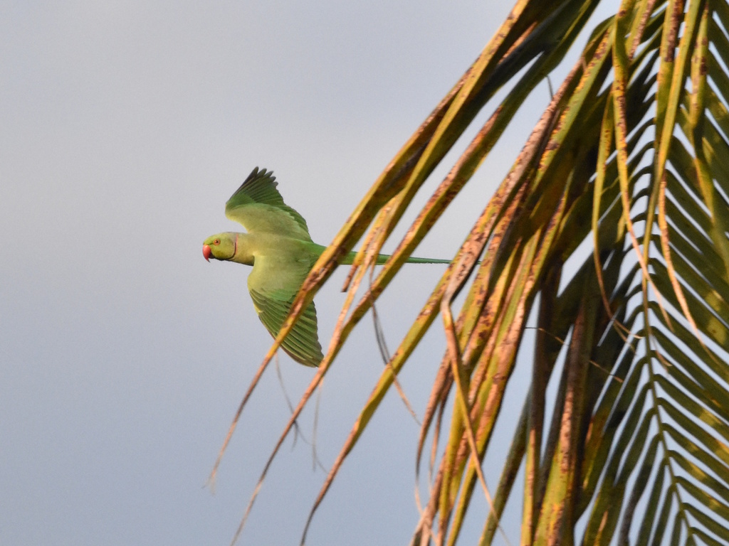 Rose-ringed Parakeet from Royal Harbor, Naples, FL, USA on April 23 ...