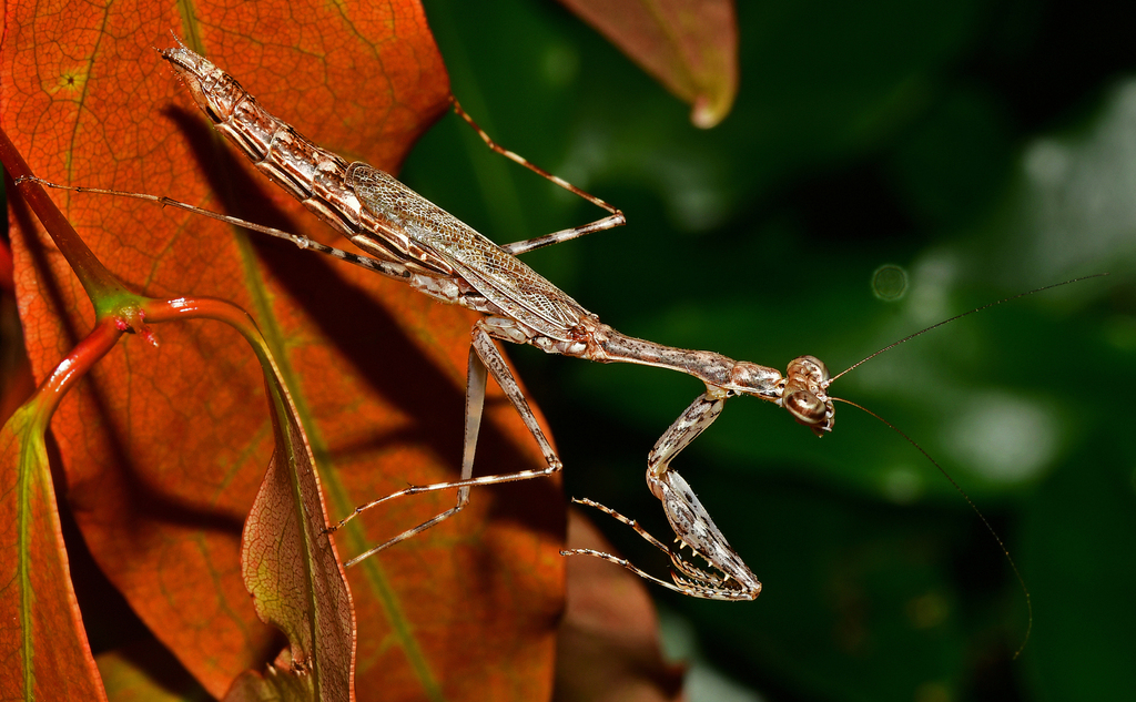 Eastern Treerunner Mantis from Belah Street, Mt Crosby, Brisbane, Qld ...