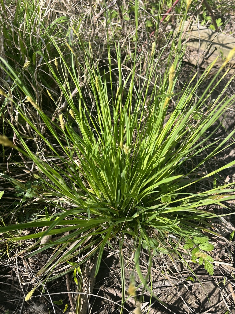 true sedges from Genesee St, Geneseo, NY, US on May 2, 2024 at 09:41 AM ...