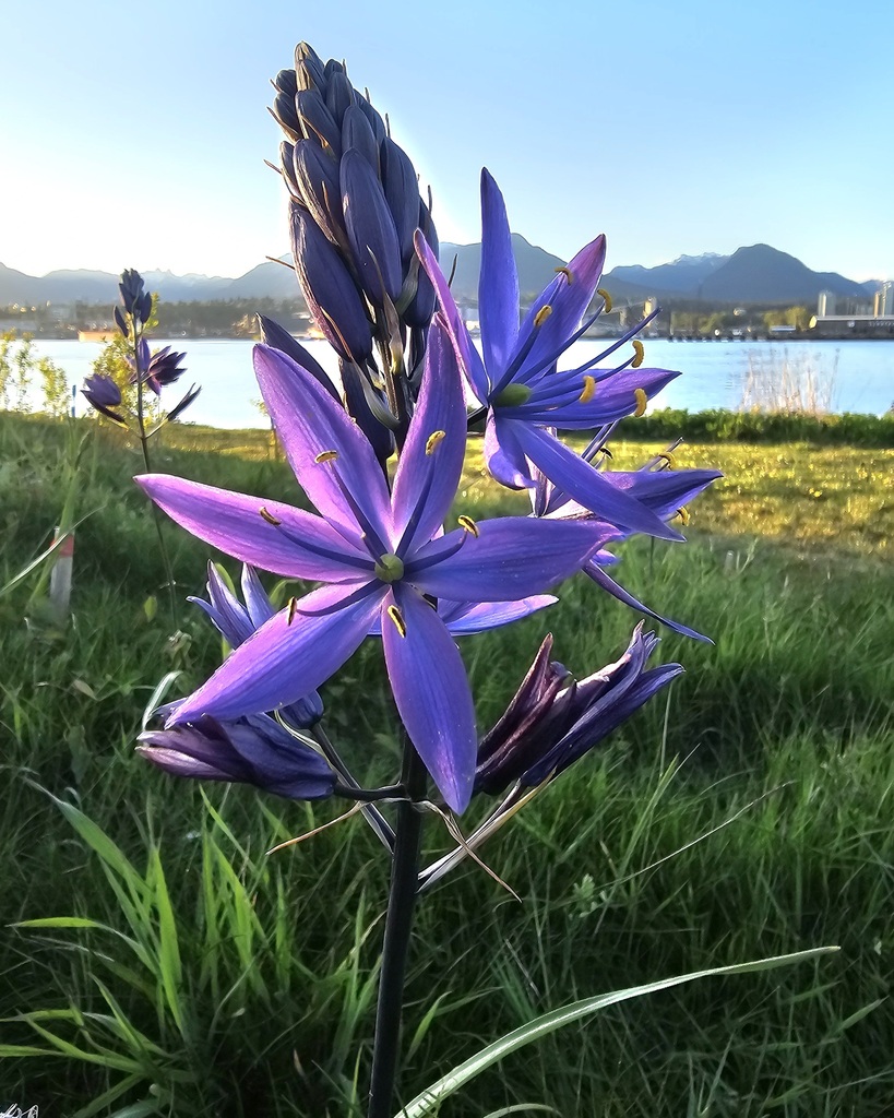 camas from Vancouver, BC, Canada on April 29, 2024 at 07:54 PM by ...