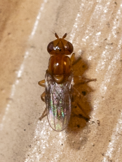 Grass Flies from Country Club Estates, GA 31525, USA on April 30, 2024 ...