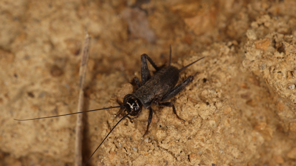 Eastern Stripe-headed Cricket from Graz-Umgebung, Österreich on April ...