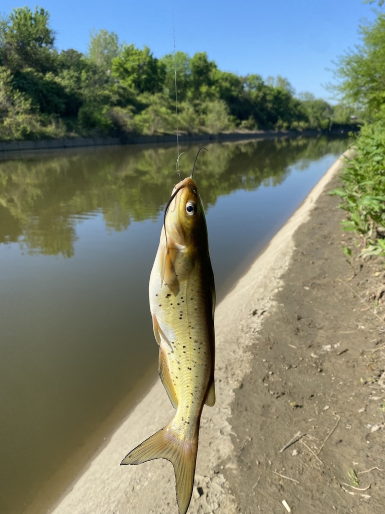 Channel Catfish from Salway Park, Cincinnati, OH, US on May 2, 2024 at ...