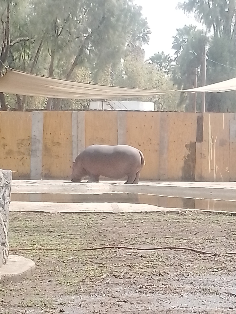 Common Hippopotamus in April 2024 by Zury · iNaturalist