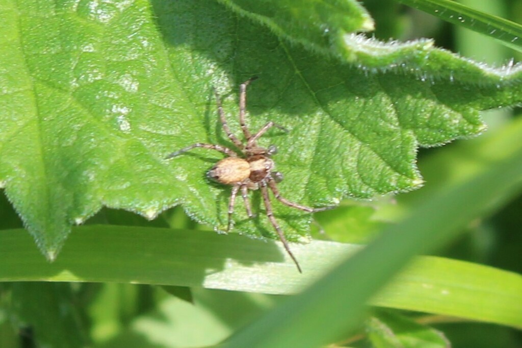 Turf Running Spider from Gonerby Hill Foot, Grantham NG31, UK on May 2 ...