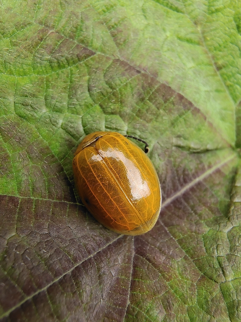 Oides tarsata from Yichun, CN-JX, CN on May 2, 2024 at 01:31 PM by ...