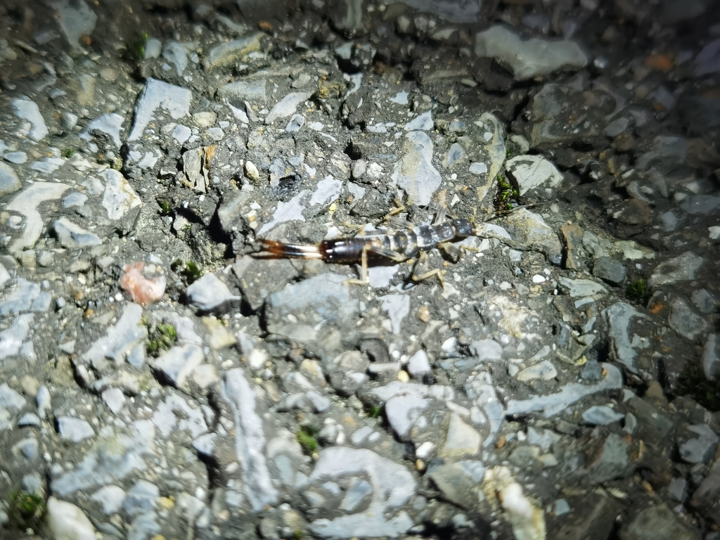 Challia fletcheri from 浙江省衢州市衢江区黄坛口乡石呈线天脊龙门 on May 2, 2024 at 09:00 PM ...