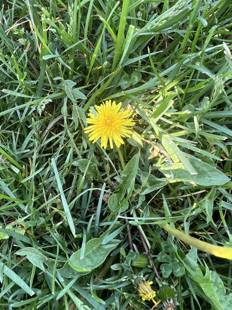 common dandelion from Katherine Johnson Middle School, Fairfax, VA, US ...