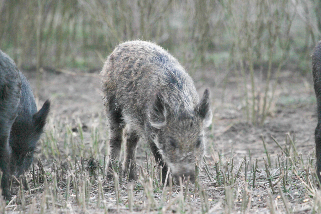 Wild Boar in January 2016 by Mark Wilson · iNaturalist
