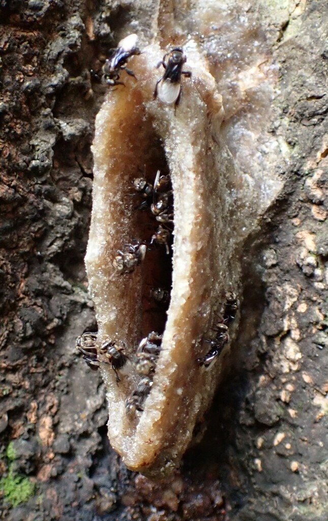 Milky-tipped Stingless Bee from Bako Nationalpark, Sarawak, Malaysia on ...