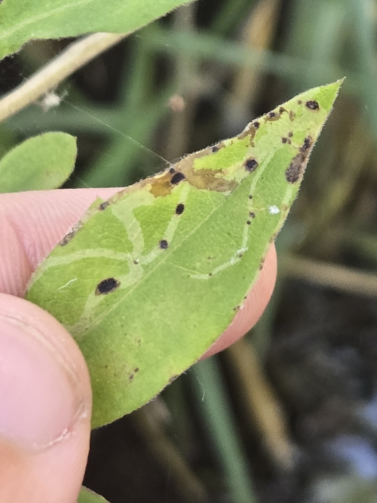 Ophiomyia from Citrus Park, FL, USA on May 2, 2024 at 09:41 AM by Tyler ...
