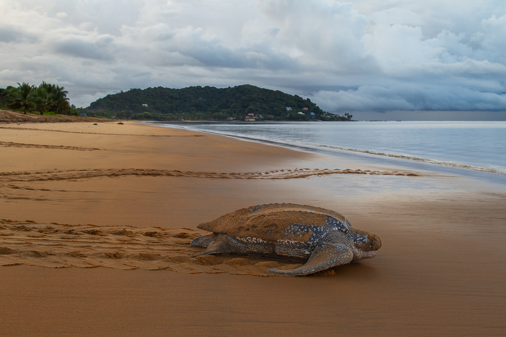 Leatherback Sea Turtle in June 2014 by Frédéric Bacuez · iNaturalist