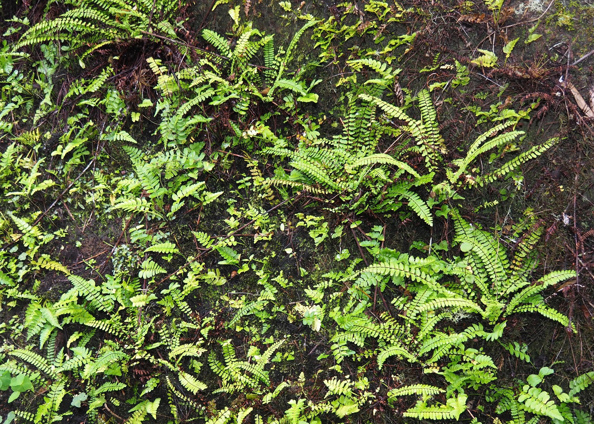 Asplenium formosum Willd.