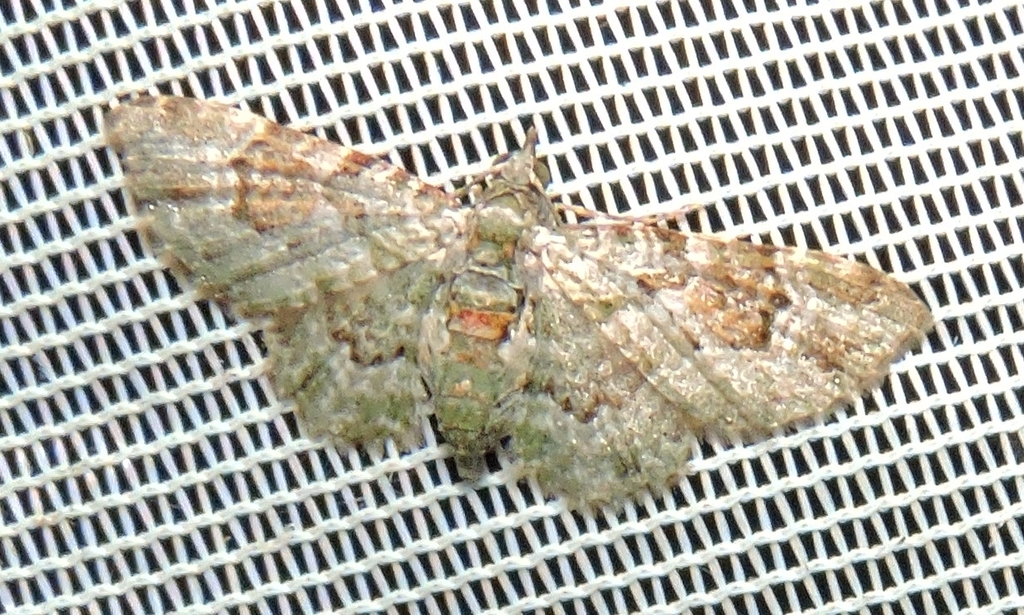 Calluga costalis from Cundletown NSW 2430, Australia on May 4, 2018 at ...