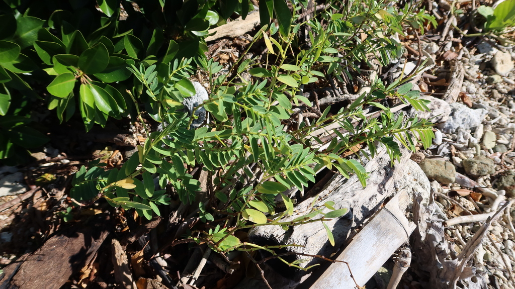 Sweet Spurge in June 2023 by Dominique Fleurot · iNaturalist