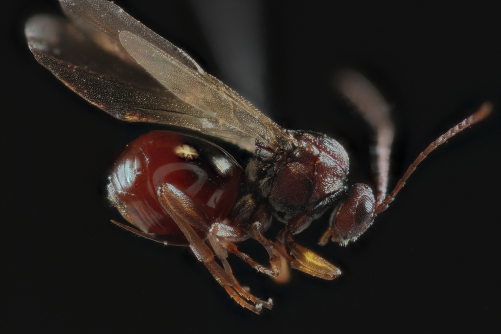 Bullet-Gall Wasp from Pine Mountain Club, CA, USA on April 30, 2024 at ...