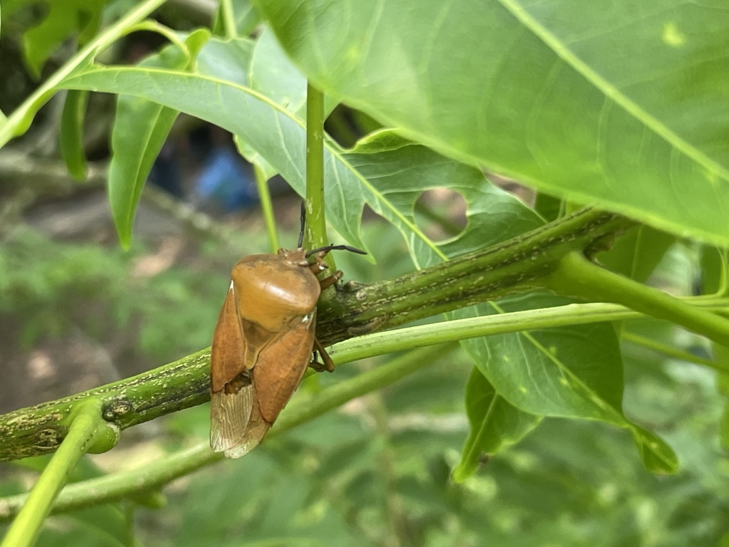 Lychee Stink Bug from 陽明山國家公園, 北投區, TPE, TW on April 30, 2024 at 12:07 ...