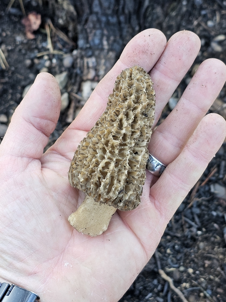 Gray Morel in May 2024 by Mushroom Wonderland · iNaturalist