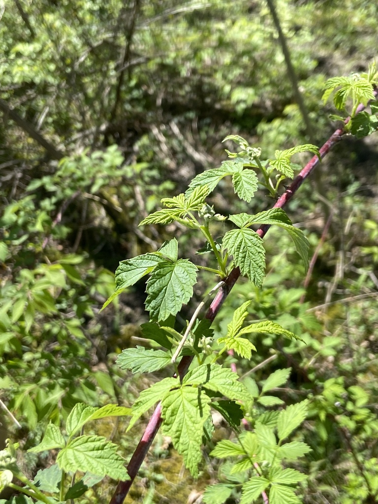 black raspberry from SUNY Geneseo, Geneseo, NY, US on May 2, 2024 at 01 ...