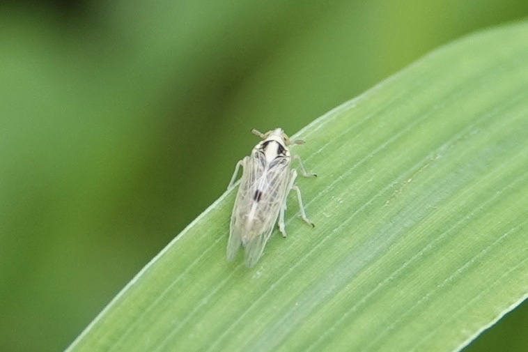 White-backed Planthopper from 博罗县, 惠州市, 广东省, CN on May 2, 2024 at 07:58 ...