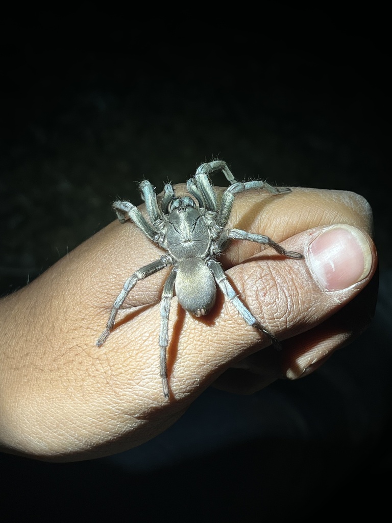 Calisoga from Healdsburg, CA, US on April 28, 2024 at 10:22 PM by ...
