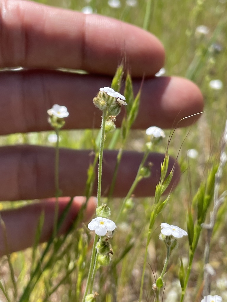 Rusty Popcornflower from Sierra National Forest, Auberry, CA, US on May ...