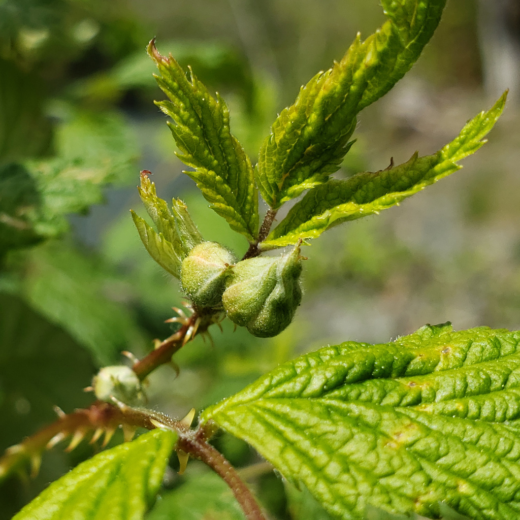whitebark raspberry from Madison Falls Trail, WA, USA on May 1, 2024 at ...