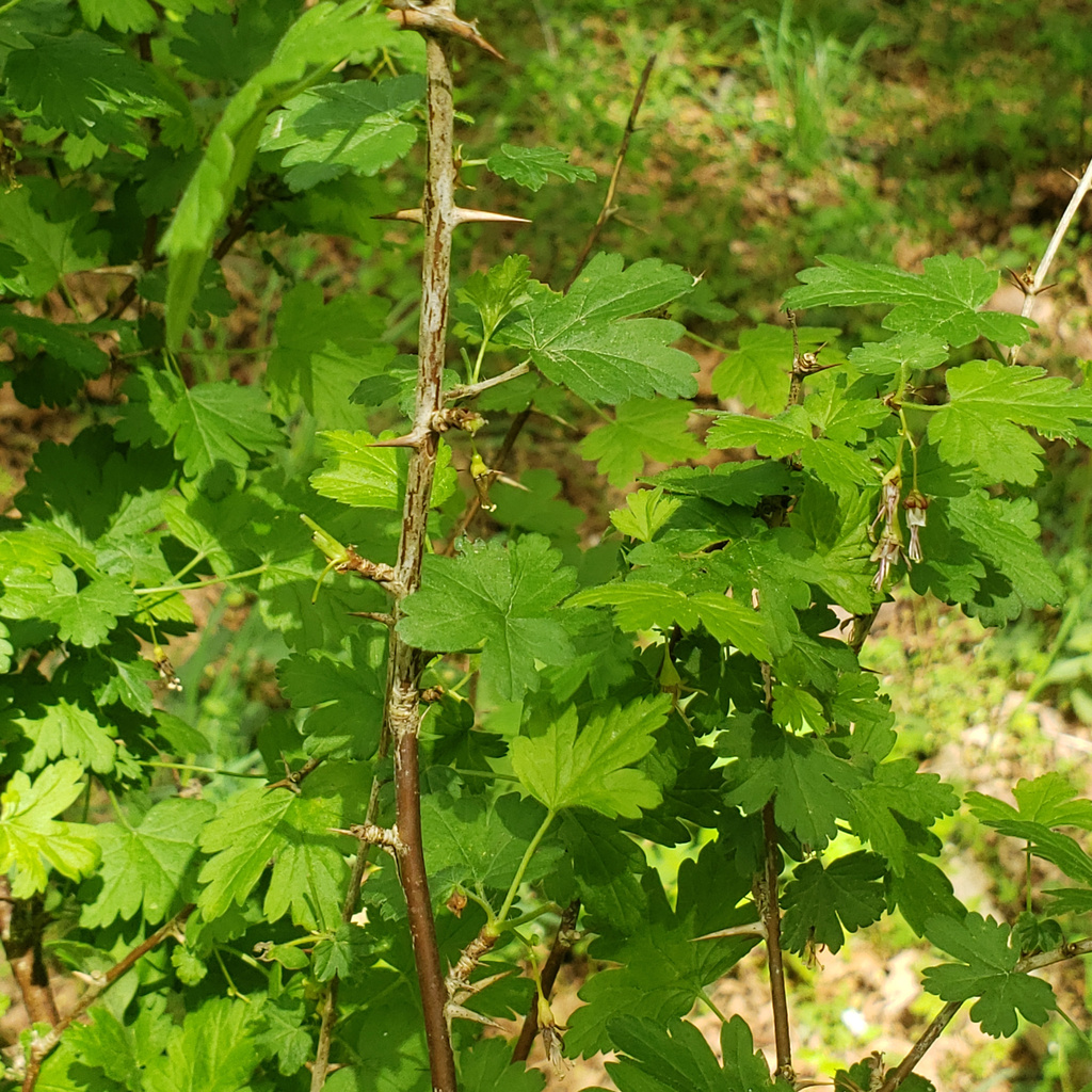 spreading gooseberry from Madison Falls Trail, WA, USA on May 1, 2024 ...