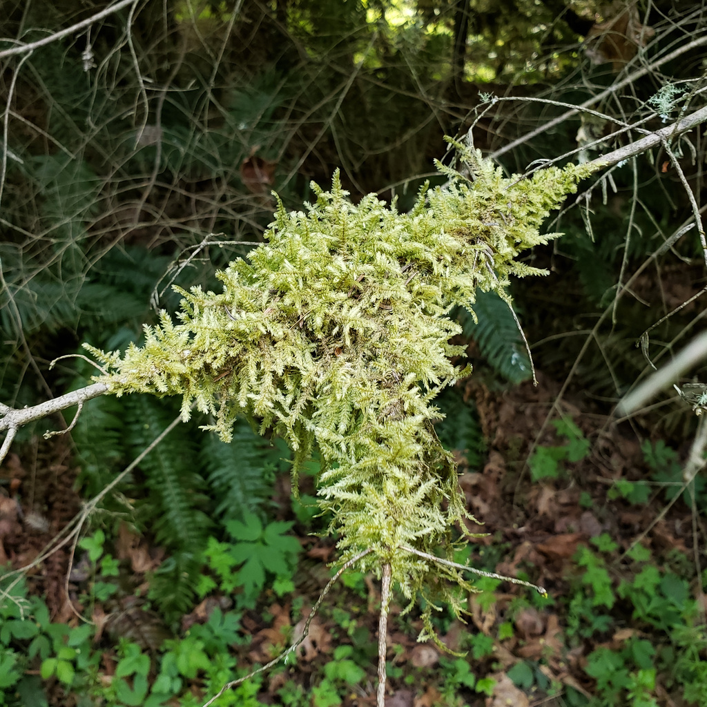 Neckera from Madison Falls Trail, WA, USA on May 1, 2024 at 01:53 PM by ...