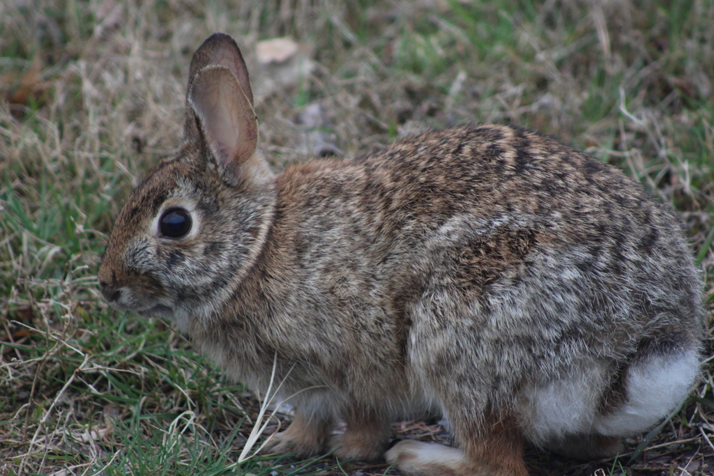 Eastern Cottontail from South End, Burlington, VT, USA on May 01, 2019 ...