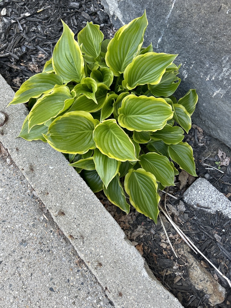 Scented hosta from Moseley St, Boston, MA, US on May 2, 2024 at 01:57 ...