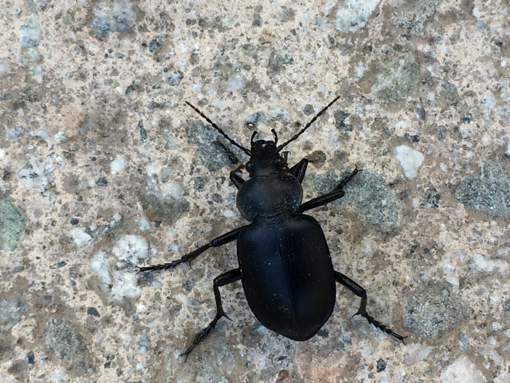 Black Calosoma from University, Riverside, CA 92507, USA on May 1, 2019 ...